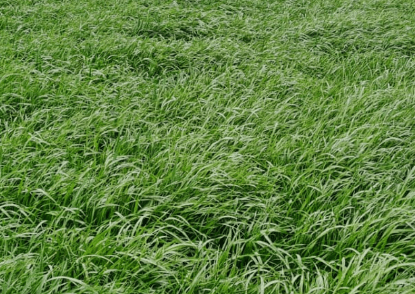 Crecimiento del ray grass: guía para un césped ideal - Cespedexpertos